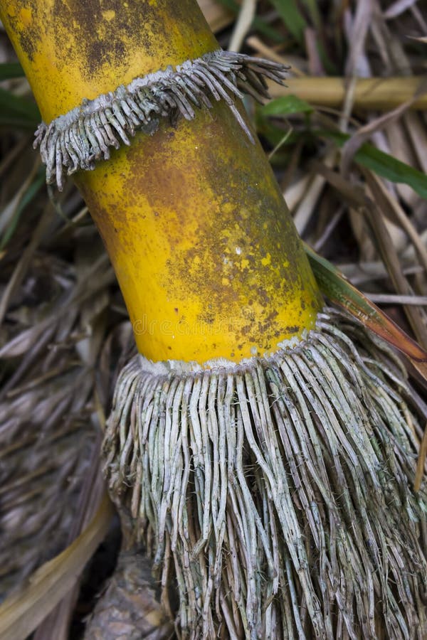 Root and yellow Bamboo stock image. Image of fresh, shoot - 42024603