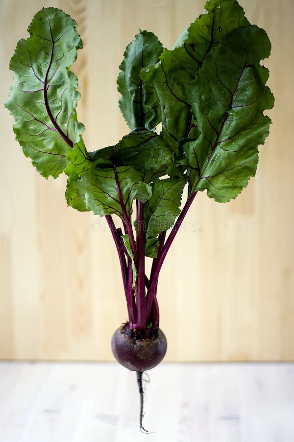 Root of a young beetroot stock image. Image of root, beetroot - 94622845