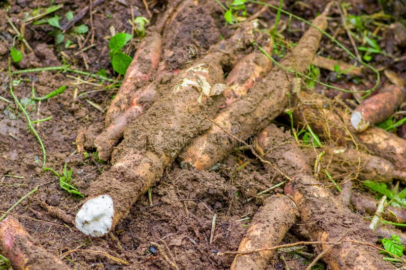 Root of Yucca Plant, Inside of the Amazon Forest in Cuyabeno, Ecuador ...