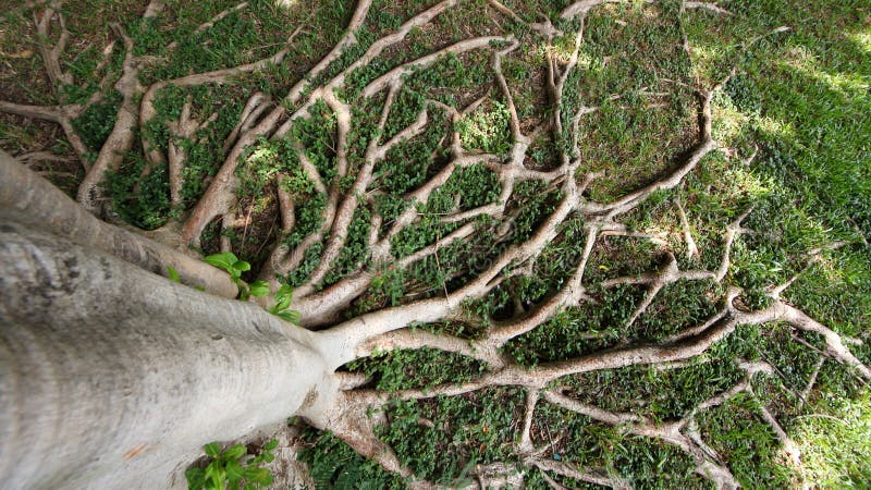 Rootage stock image. Image of fundamental, rootage, base - 58370177