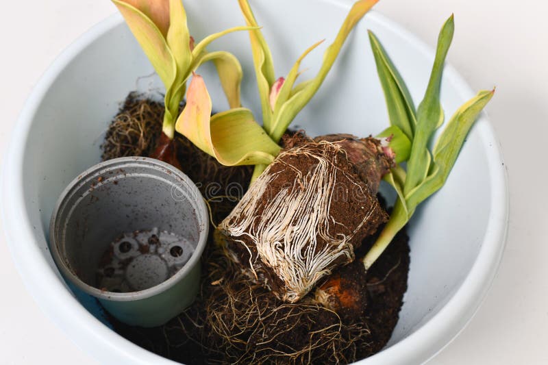 Repotting Root Ball with Soil of Tulip Plants Stock Photo - Image of ...