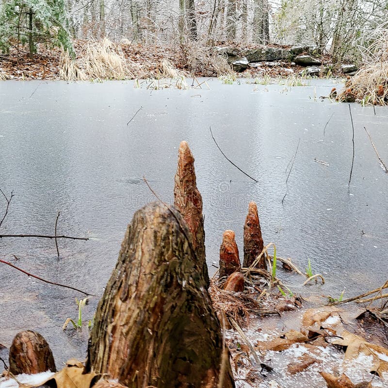 Roote stock image. Image of winter, plant, wood, leaf - 228501609