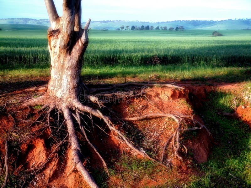 Rooted stock photo. Image of loam, farm, homestead, roots - 359434
