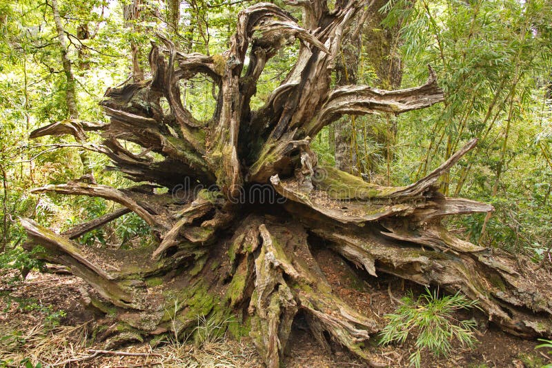 Rooted-out Roots of the Fallen Tree Stock Photo - Image of roots ...