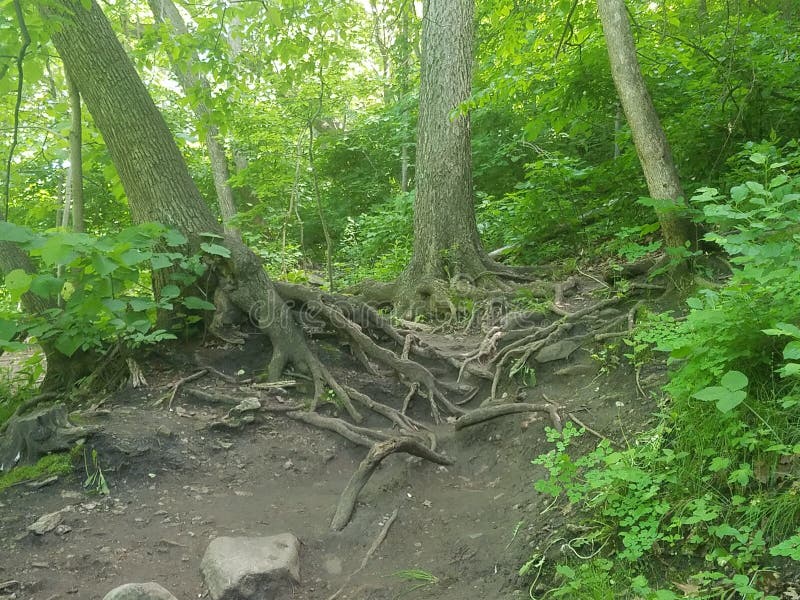 Rooted path of the forest stock photo. Image of covering - 118596986