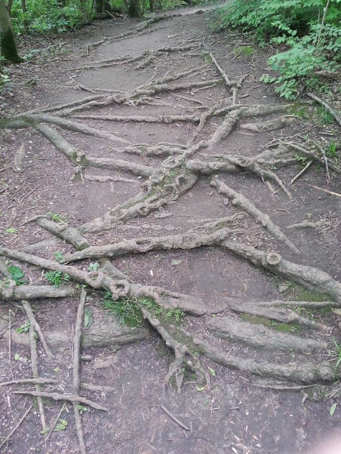 The rooted path stock image. Image of rooted, path, roots - 116848295