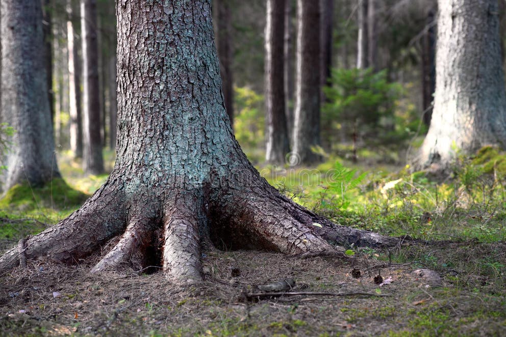Rooted tree stock photo. Image of firmly, bark, rooted - 26504898