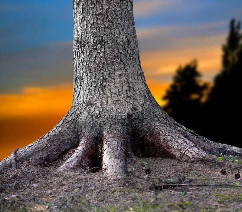 1,925 Tree Rooted Stock Photos - Free & Royalty-Free Stock Photos from ...