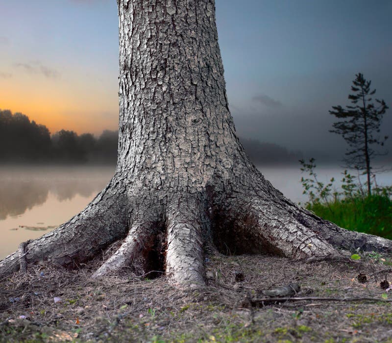 Rooted tree stock photo. Image of trunk, conifer, landscape - 26517796