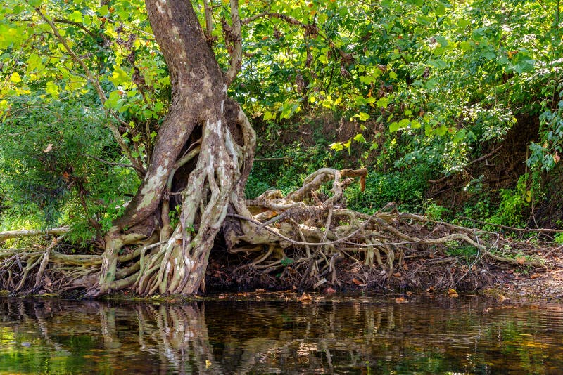 Rooted stock photo. Image of nourishment, green, tree - 59768618