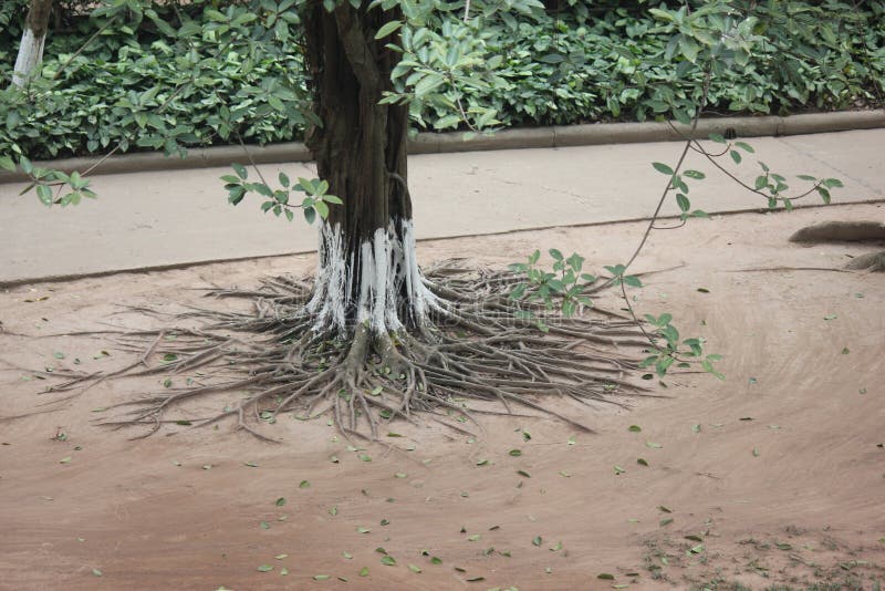 The rooted tree is spread stock photo. Image of tree - 143286482