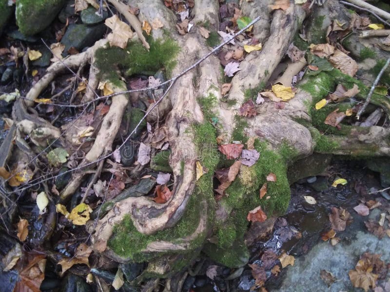 Rooting for the fall stock image. Image of tree, moss - 164602459