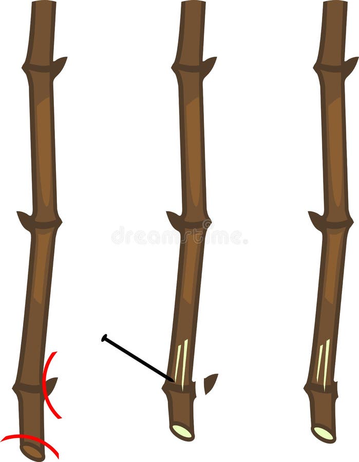 Rooting of Grapevine Propagule Stem Cutting for Vegetative Reproduction ...