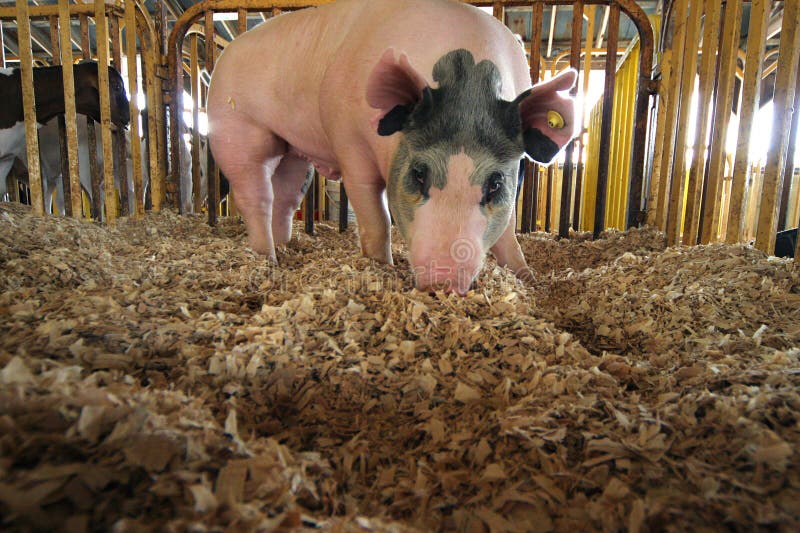 Rooting pig stock image. Image of pork, healthy, running - 19243317