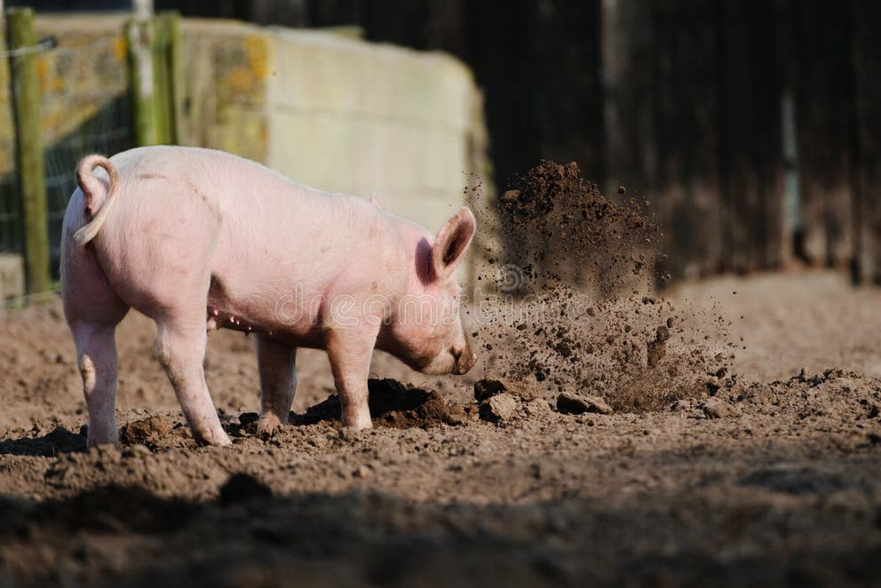 Rooting pig stock image. Image of pork, healthy, running - 19243317