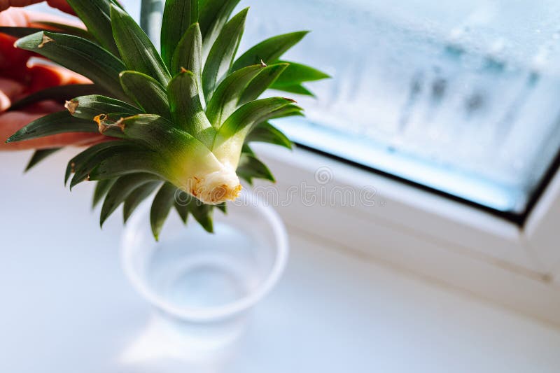 Rooting pineapple at home stock image. Image of indoor - 303119823