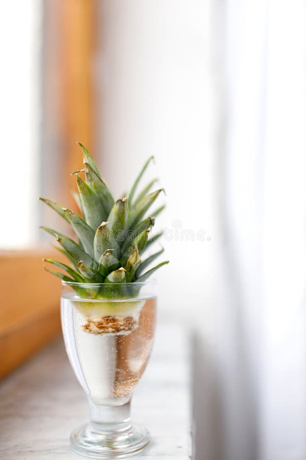 Rooting a Pineapple Top in a Jar of Water for Transplanting Stock Image ...