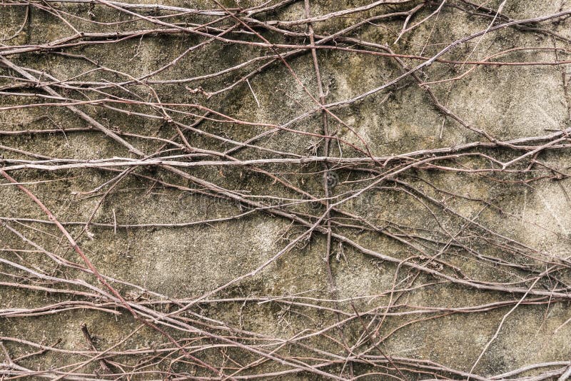 Rootlet on Concrete Wall Background Stock Photo - Image of concrete ...