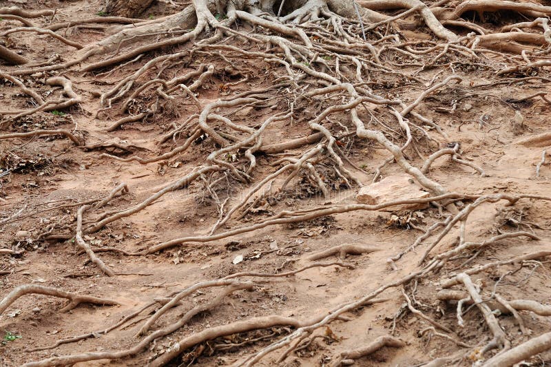 Fibrous or Adventitious Root System of Coconut or Palm Tree Stock Photo ...
