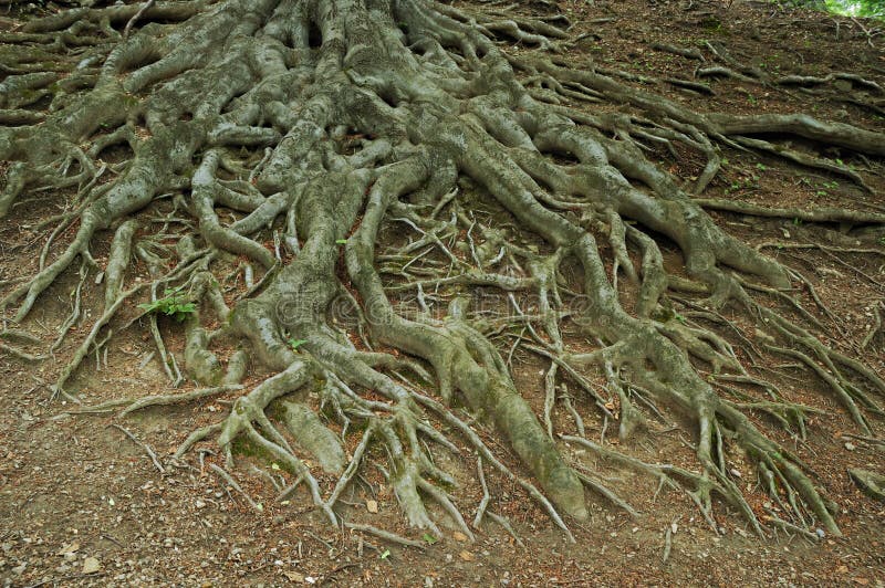 Tree air root stock photo. Image of light, branch, background - 26004050