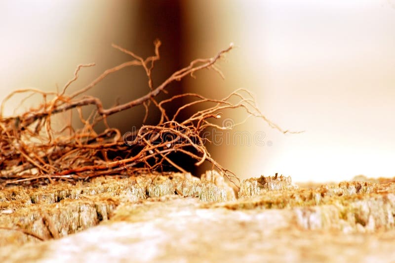 Roots stock image. Image of macro, nature, beauty, gold - 1623947