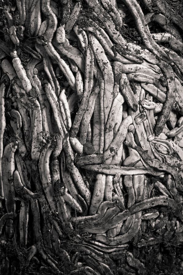 10+ Texture dirt roots Free Stock Photos - StockFreeImages