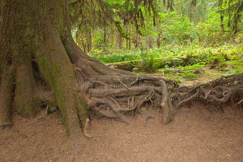 Roots stock photo. Image of ferns, sitka, plants, site - 16480996