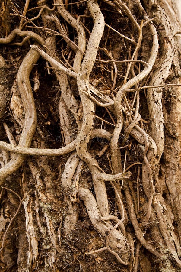 Roots stock image. Image of texture, brown, tree, roots - 17066247