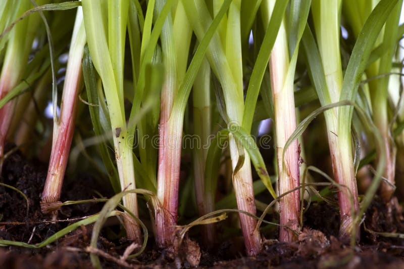 Roots stock photo. Image of life, field, germinate, fertile - 1838940