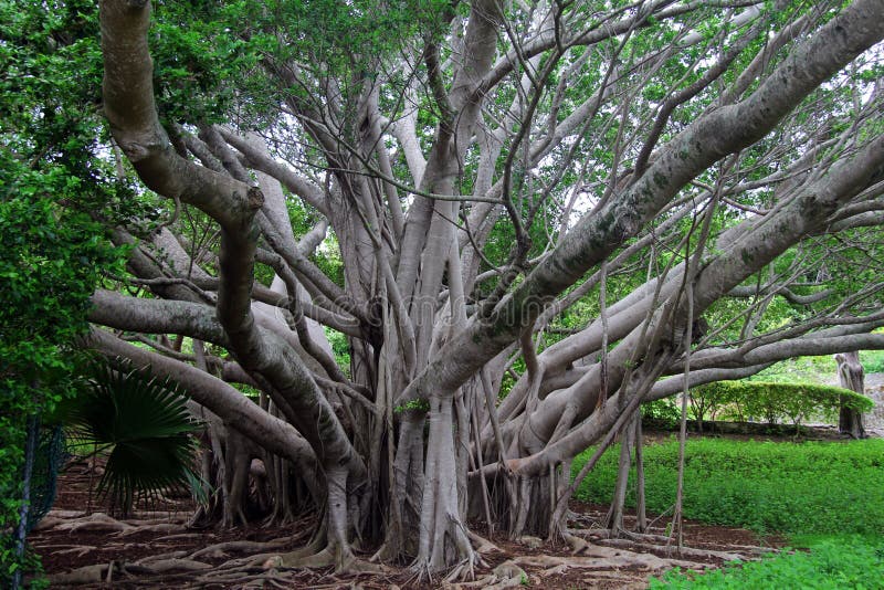 Roots stock photo. Image of outdoors, ancient, branches - 21529728