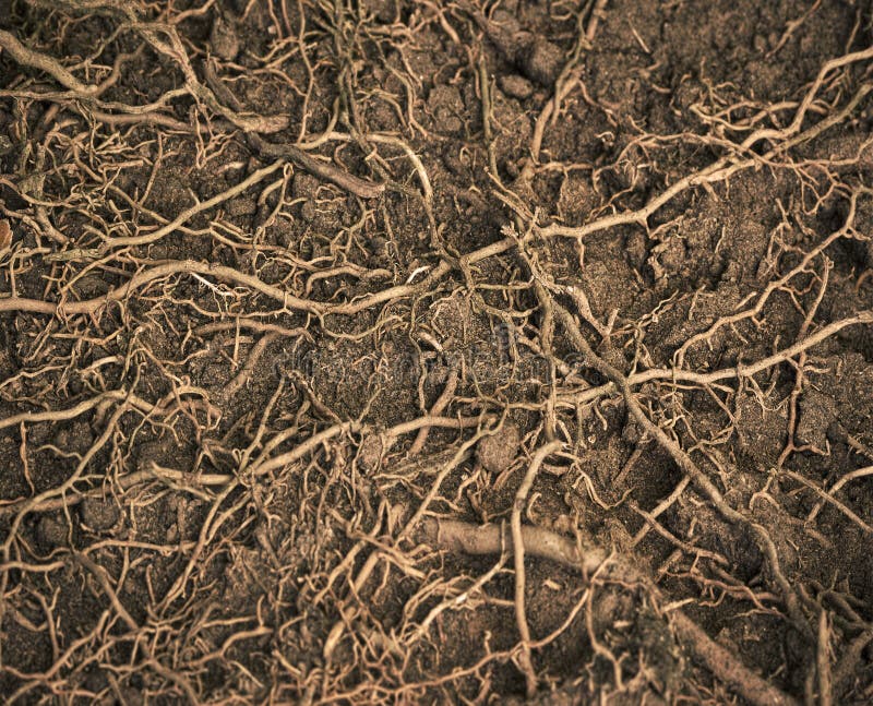 Roots stock photo. Image of gardening, close, ecology - 22689274