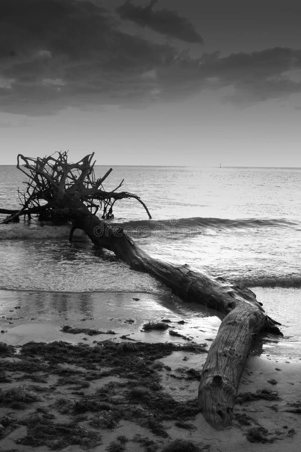 Olive tree and roots stock image. Image of oliva, ibiza - 316587