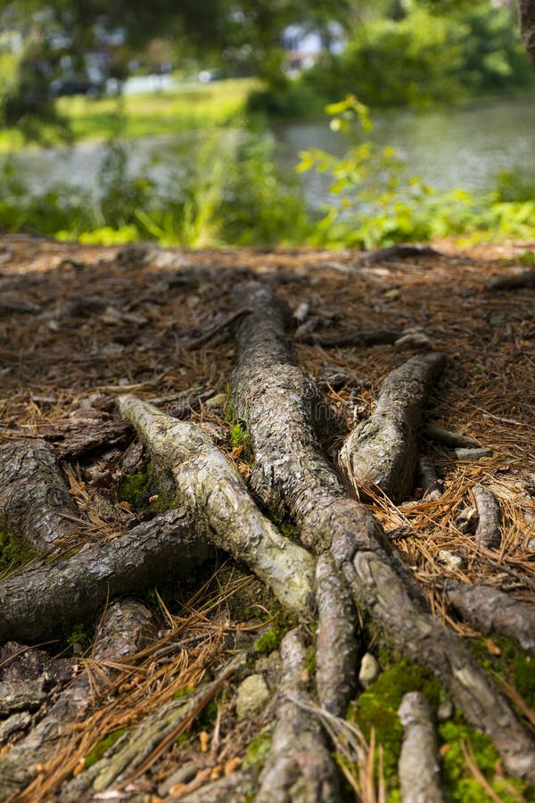 Roots stock photo. Image of wood, fiber, nature, texture - 25518170