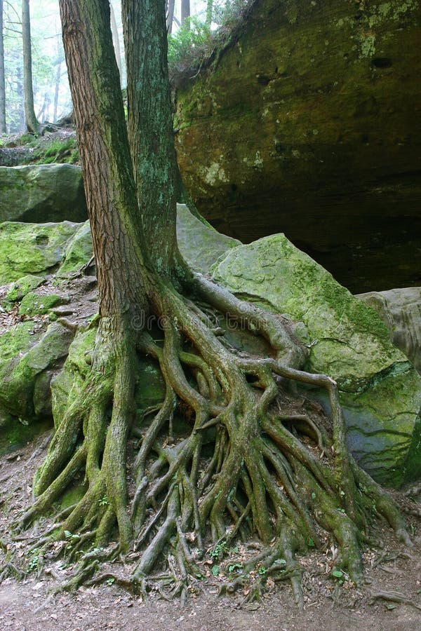 Olive tree and roots stock image. Image of oliva, ibiza - 316587