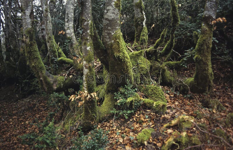 Roots Picture. Image: 2620665