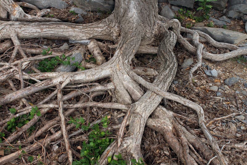 Roots stock photo. Image of drought, roots, nature, root - 27781028