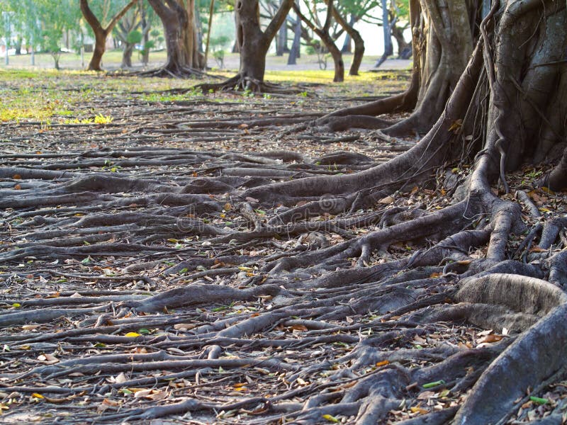 Roots stock photo. Image of strengthen, still, stability - 28491820