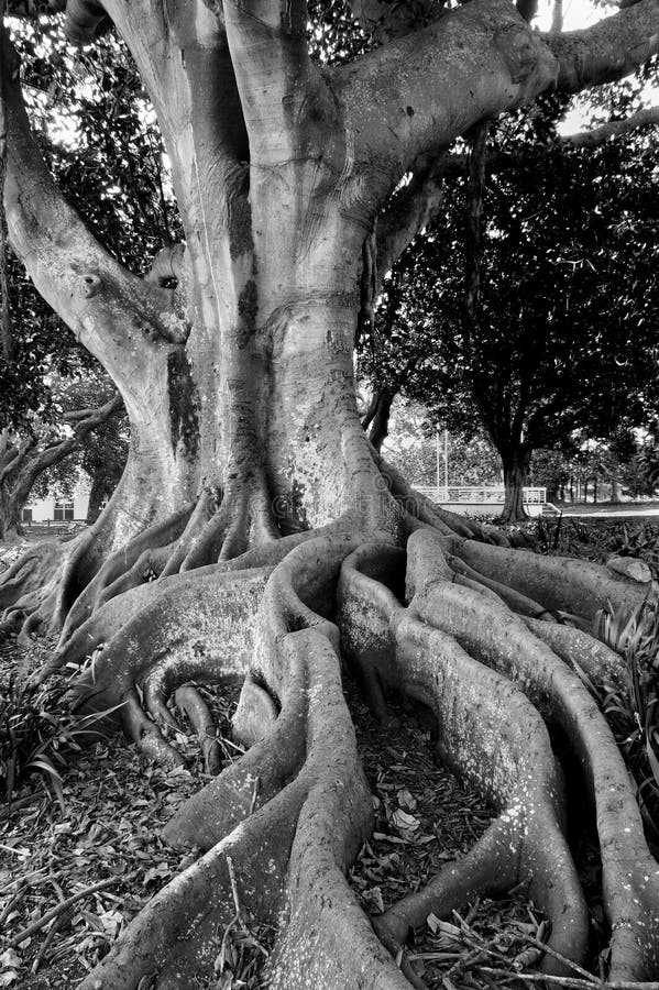 Roots stock image. Image of heritage, large, wood, ingrain - 3201979