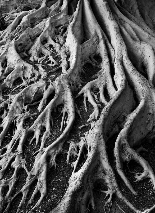 Roots stock image. Image of plant, grunge, contrast, tree - 4090615