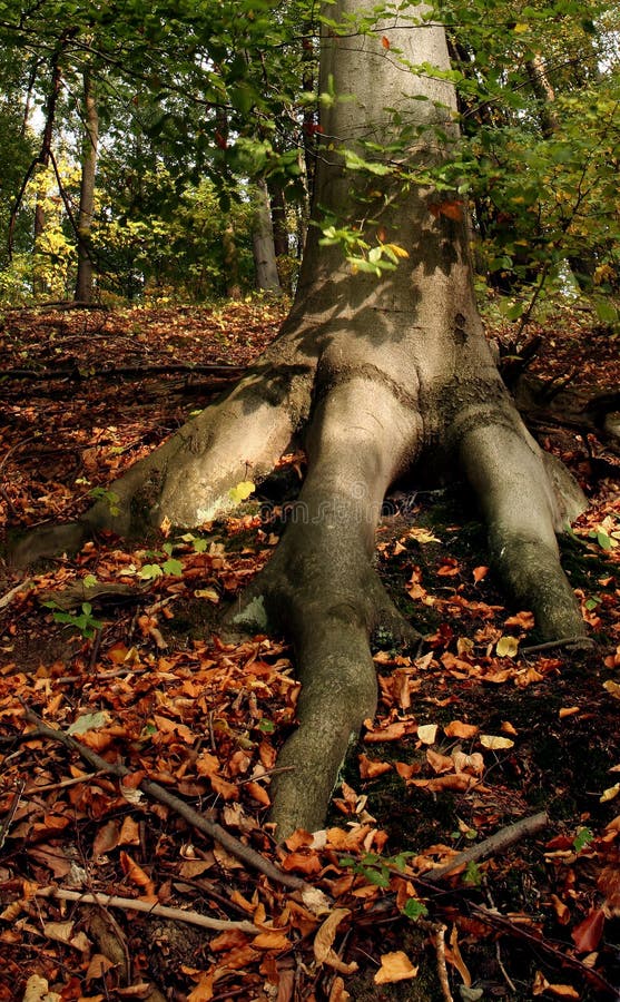 Roots stock image. Image of tree, grow, ground, roots - 4666089