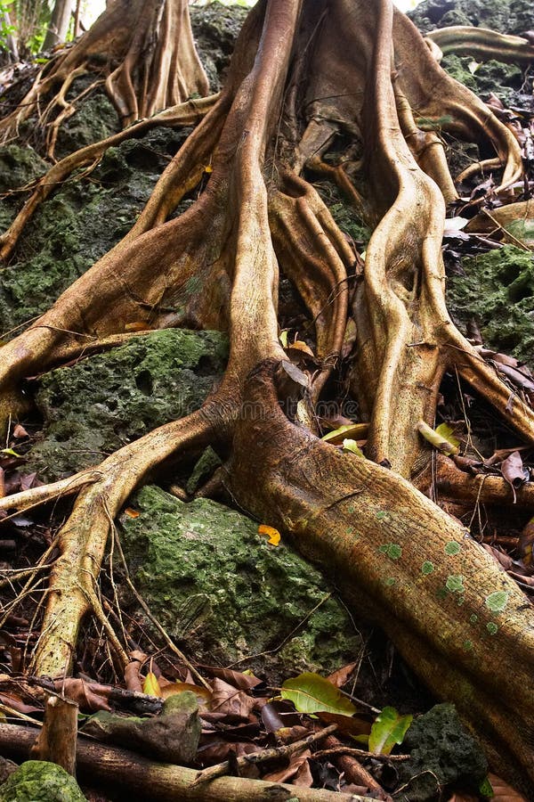 Twisted old tree roots stock photo. Image of network - 22353512