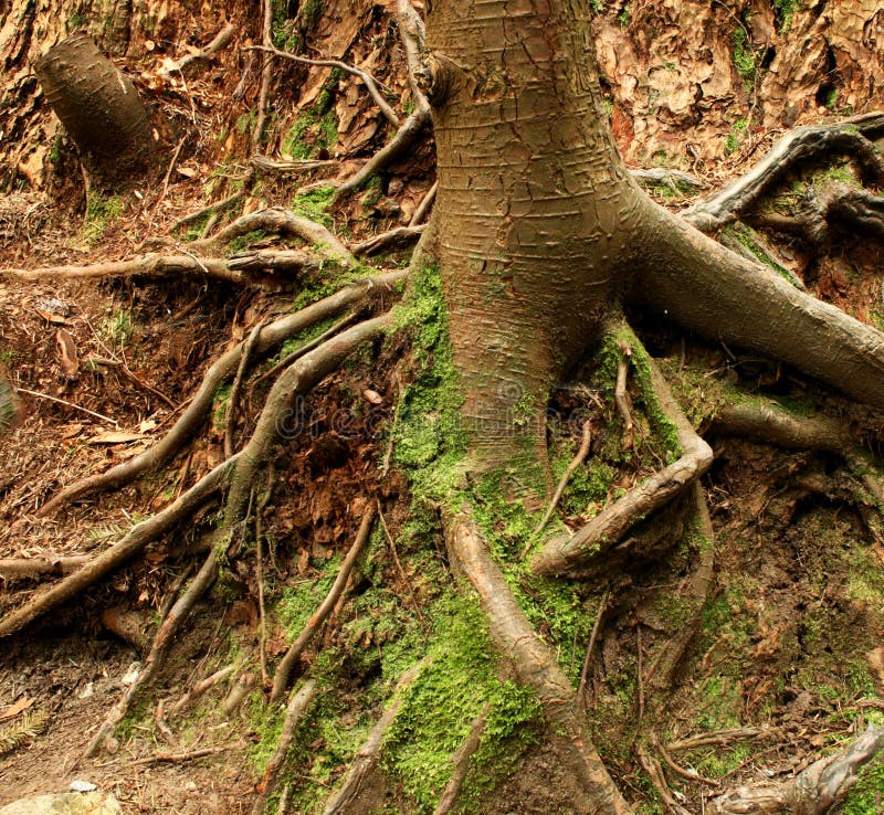 Roots stock image. Image of vegetation, nature, intricate - 5385059