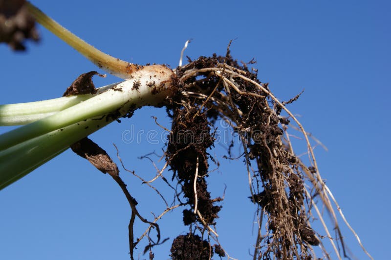 Roots stock image. Image of vegetation, plant, dirt, gardening - 5625209