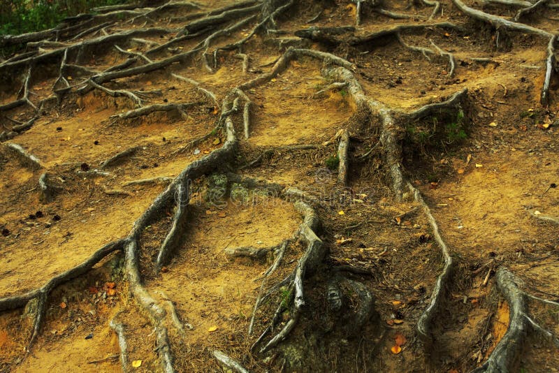 Roots stock photo. Image of forest, land, plant, root - 5894874