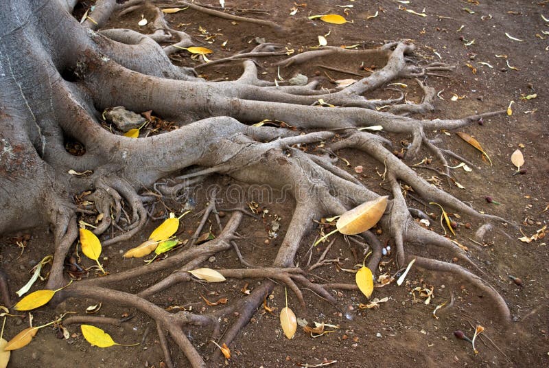 Roots stock photo. Image of lichen, botany, vein, leaf - 6204700