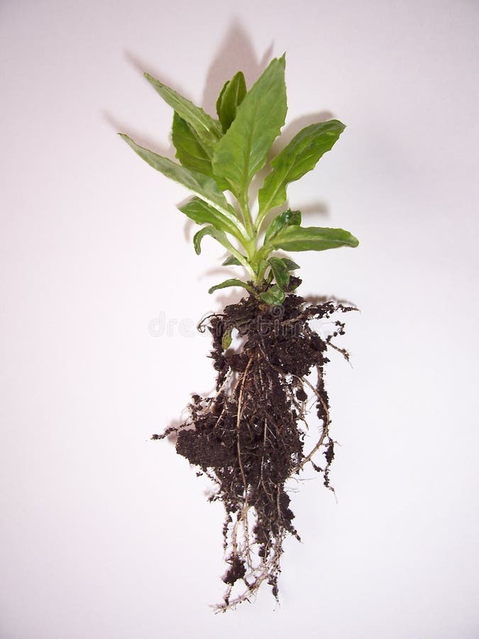 White Tree Roots stock photo. Image of branch, root, wall - 600602