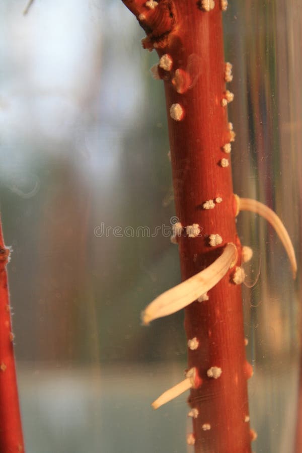 Roots stock photo. Image of unique, botanic, details, view - 9384394