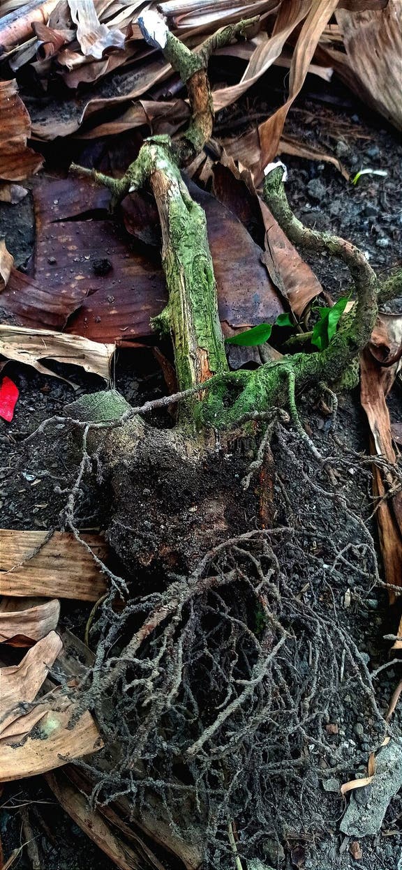 The Roots of the Abandoned Bringin Tree Stock Photo - Image of tree ...