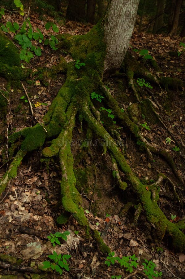 Roots Above the Ground Covered in Moss Stock Image - Image of forest ...