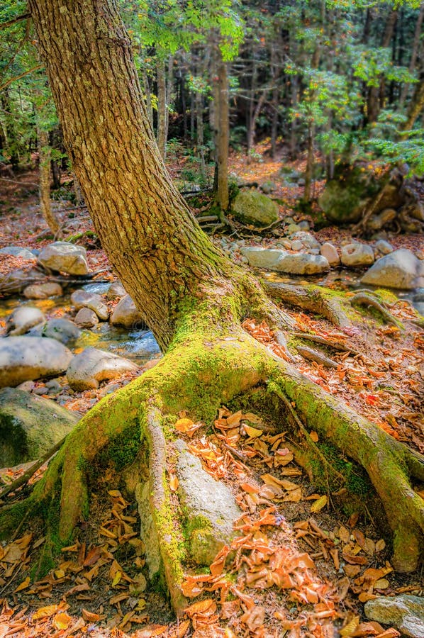 Tree Roots Above Ground In Autumn Colors Stock Photo - Image of pine ...